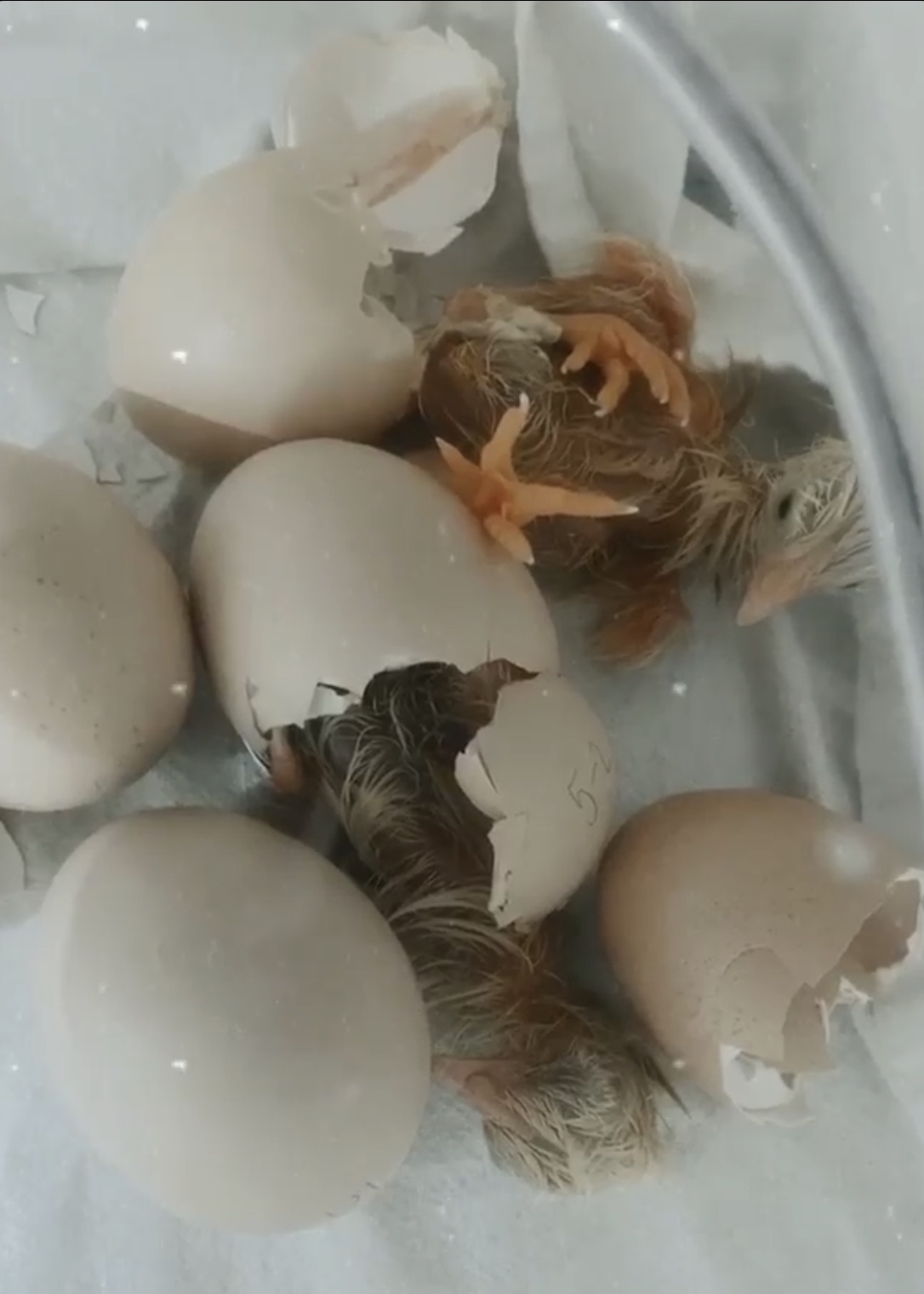 Hatching Chicks - Little Us